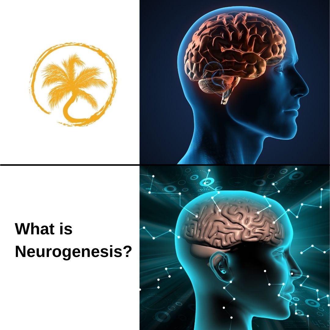 How Your Brain Grows: Understanding Neurogenesis and How Your Brain ...