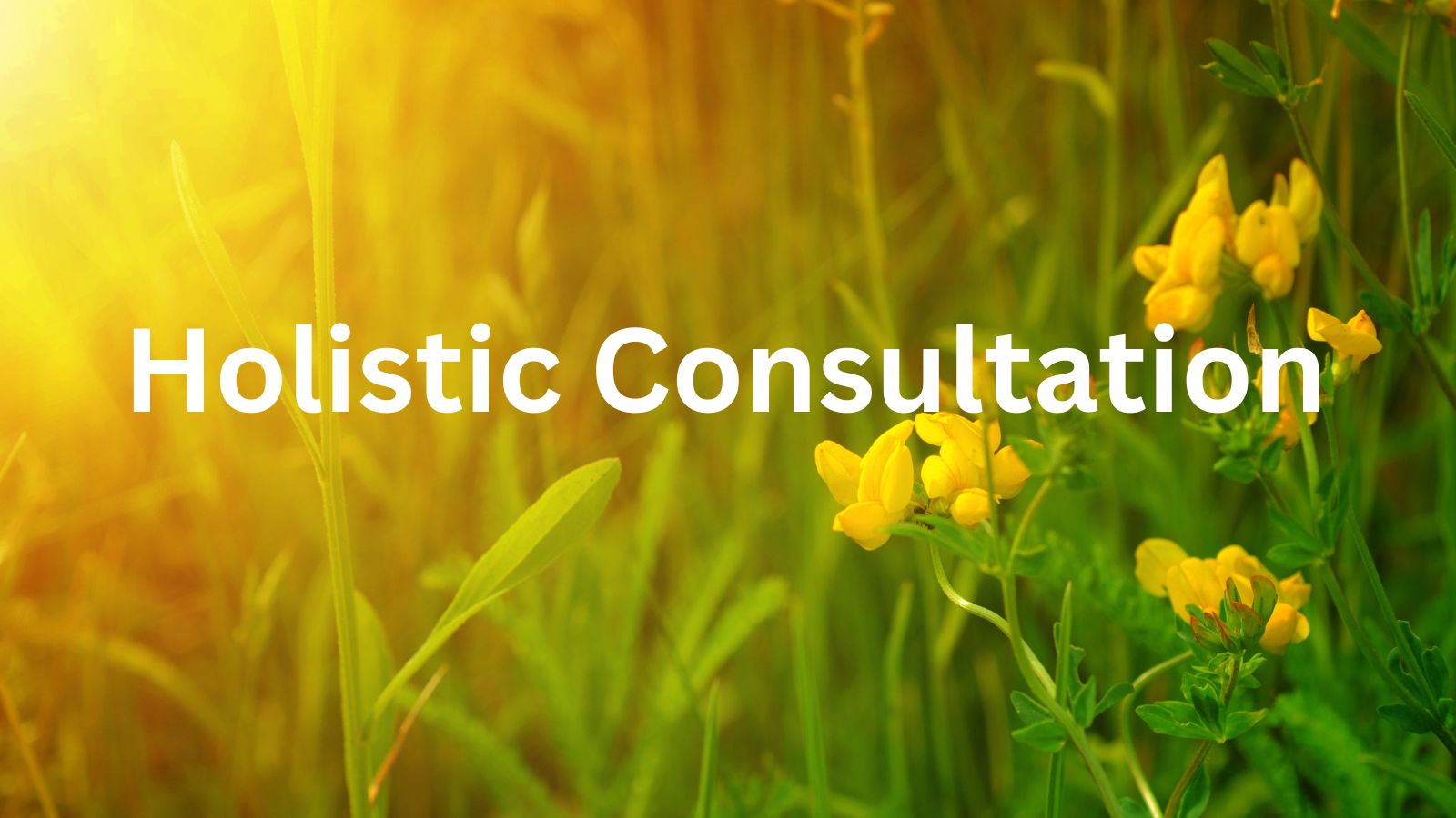 Holistic Consultations - Zen Medicine